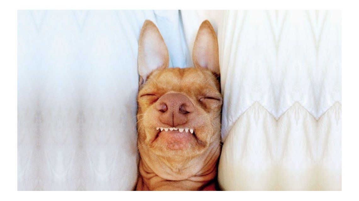 Perro Dientes Afuera Memes