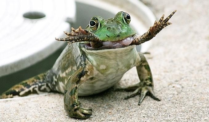 El que come y no convida, ¿se traga a un colega?