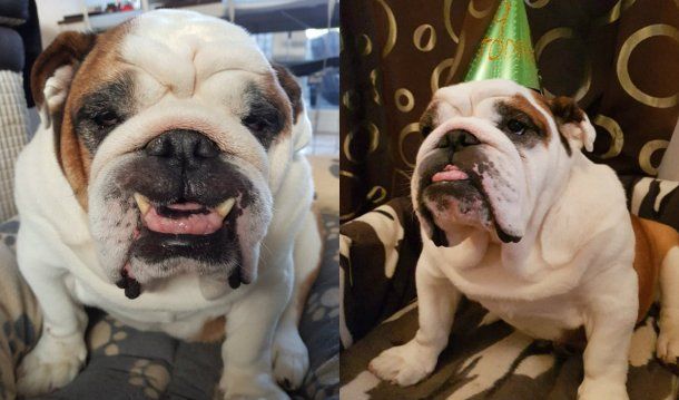 Bullet, el perro con labios humanos que se roba todas las miradas