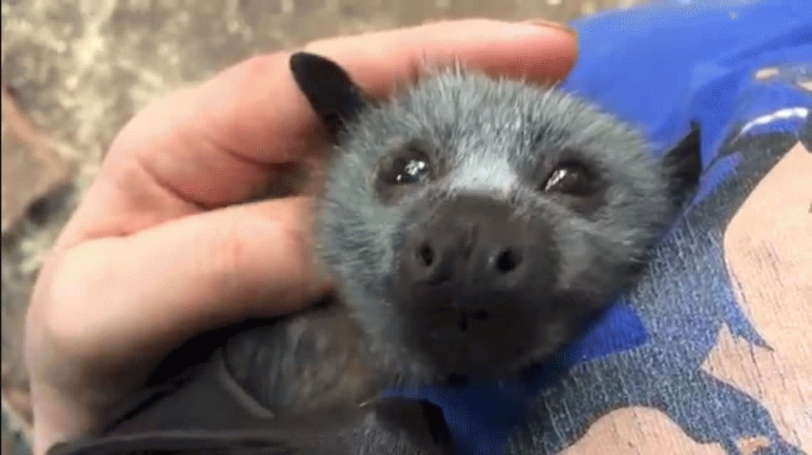 Pura ternura: así reacciona un murciélago huérfano cuando lo acarician ... Pura ternura: así reacciona un murciélago huérfano cuando lo acarician ...