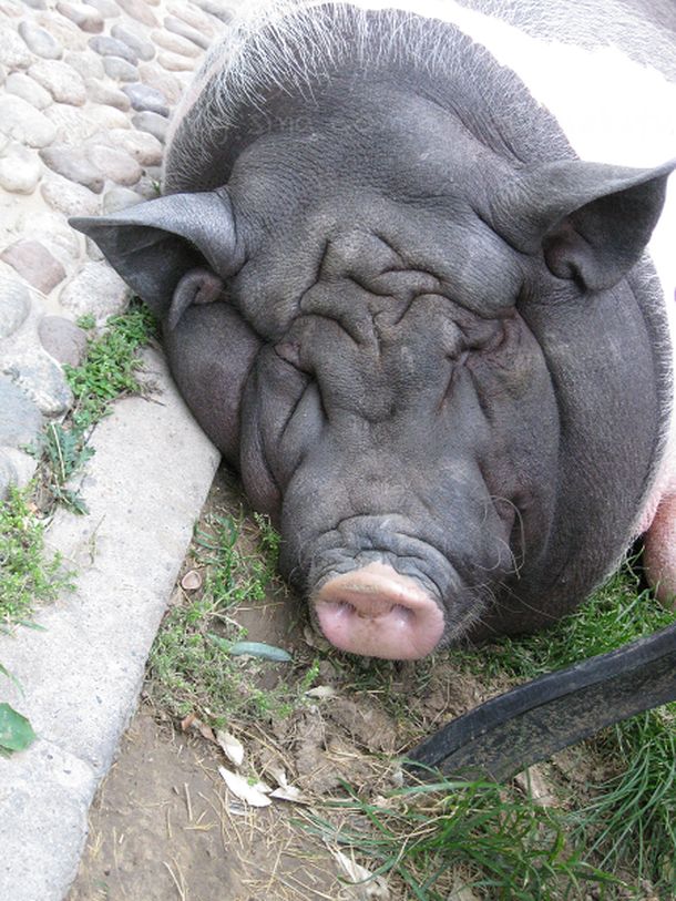 La dura historia del cerdo obeso