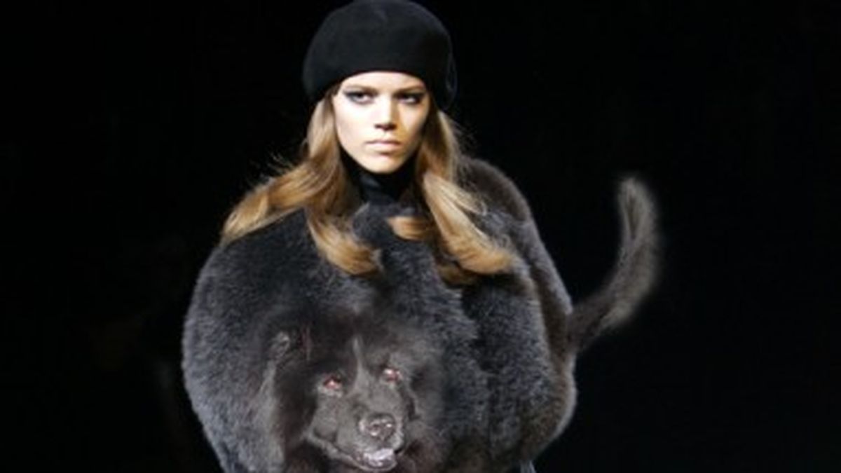 Moda de perros: las grandes marcas usan pieles caninas