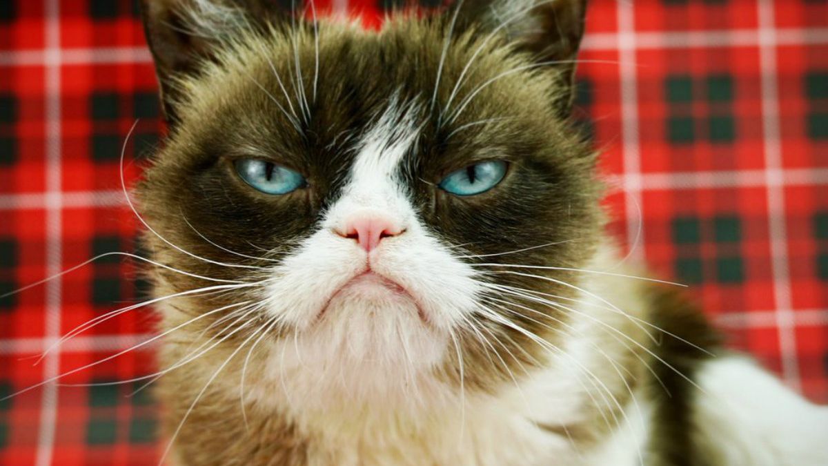 El gato viral de Grumpy Cat ganó un juicio por derechos de imagen