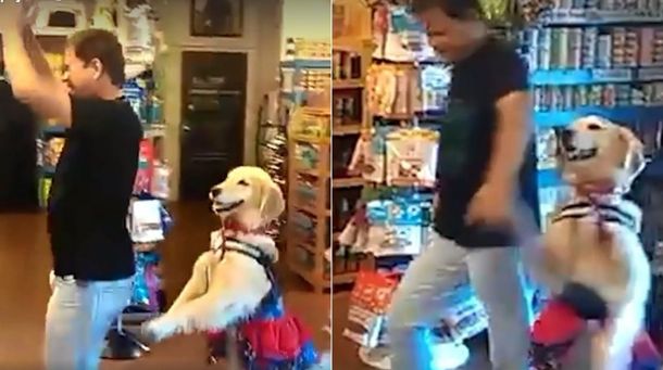 ¡Imperdible! El perro que se viralizó poniéndole tremendo ritmo a la salsa