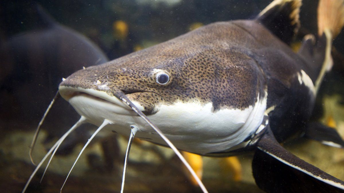 Vos con todos los bagres que te comiste ya estás bendecido: el viral ...