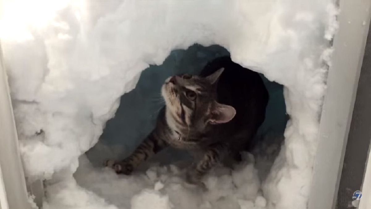 Un gato muy hábil se construyó un iglú tras una copiosa nevada