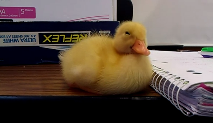 VIDEO: Un pato bebé que no se puede mantener despierto