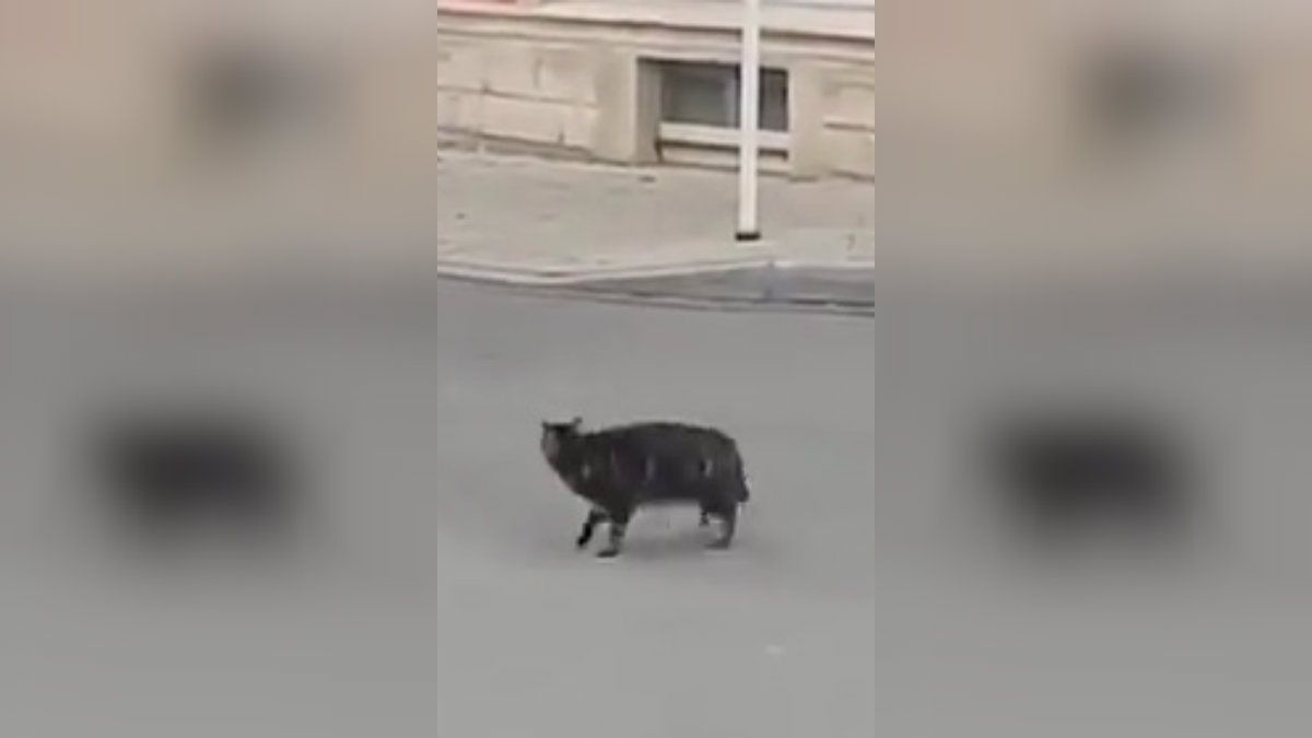 Un gato quiso cazar a un ratón pero se encontró con una resistencia ...