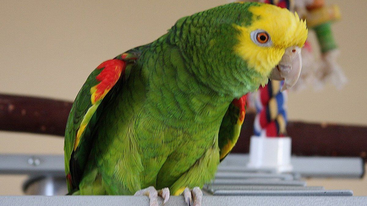 Psitacosis - Minutouno.com