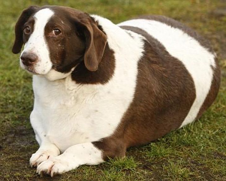 La vida del perro-vaca: tiene sobrepeso y no se mueve