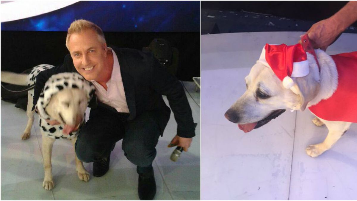 El gracioso pedido de Marley tras la muerte de su perro que quiere ...