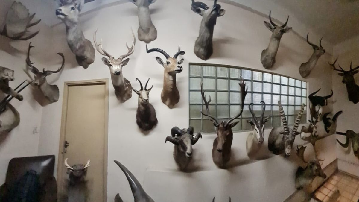 Encontraron más de 50 animales exóticos embalsamados en la fábrica Felfort