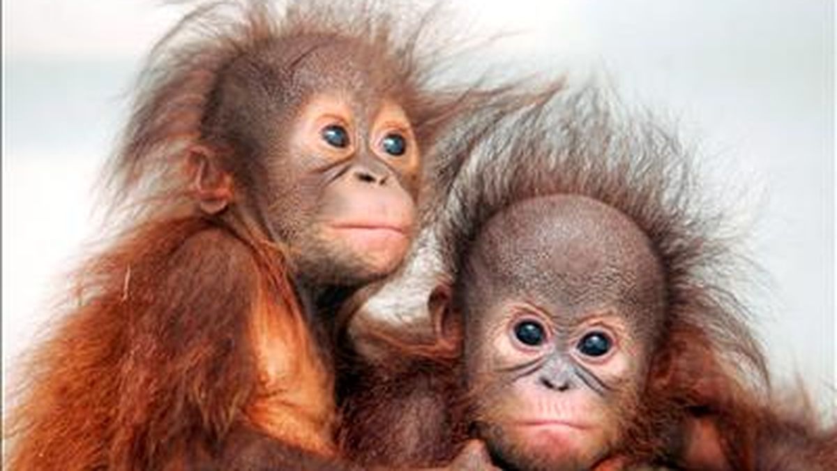 Esos raros peinados nuevos