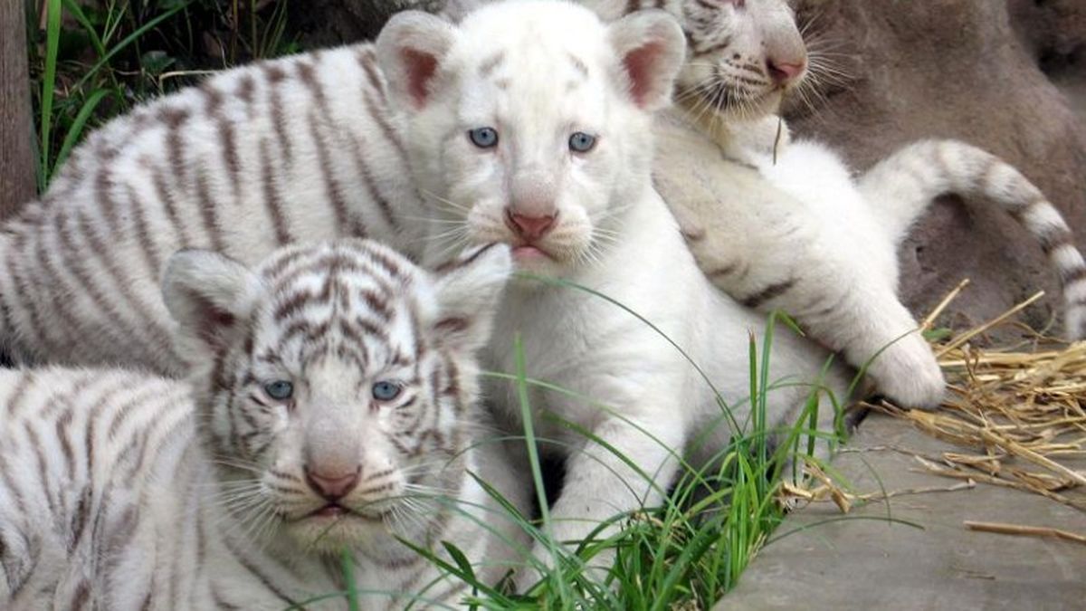 Tres tigresitos blancos en el zoo