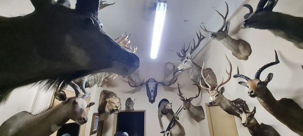 Encontraron más de 50 animales exóticos embalsamados en la fábrica Felfort