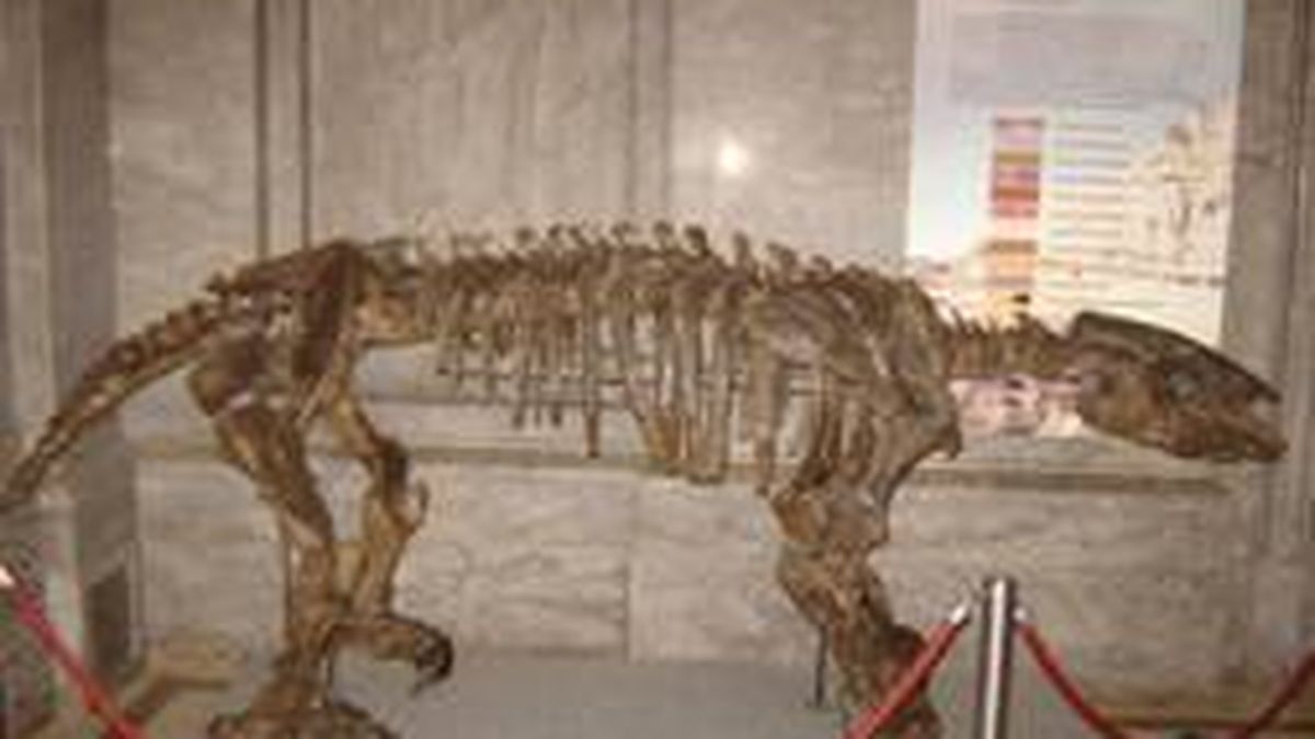 Encuentran huellas de un animal prehistórico en playa bonaerense