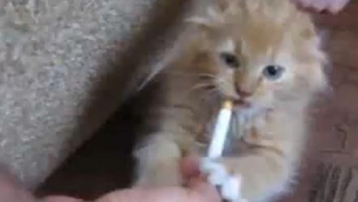 El gatito que no larga el cigarrillo