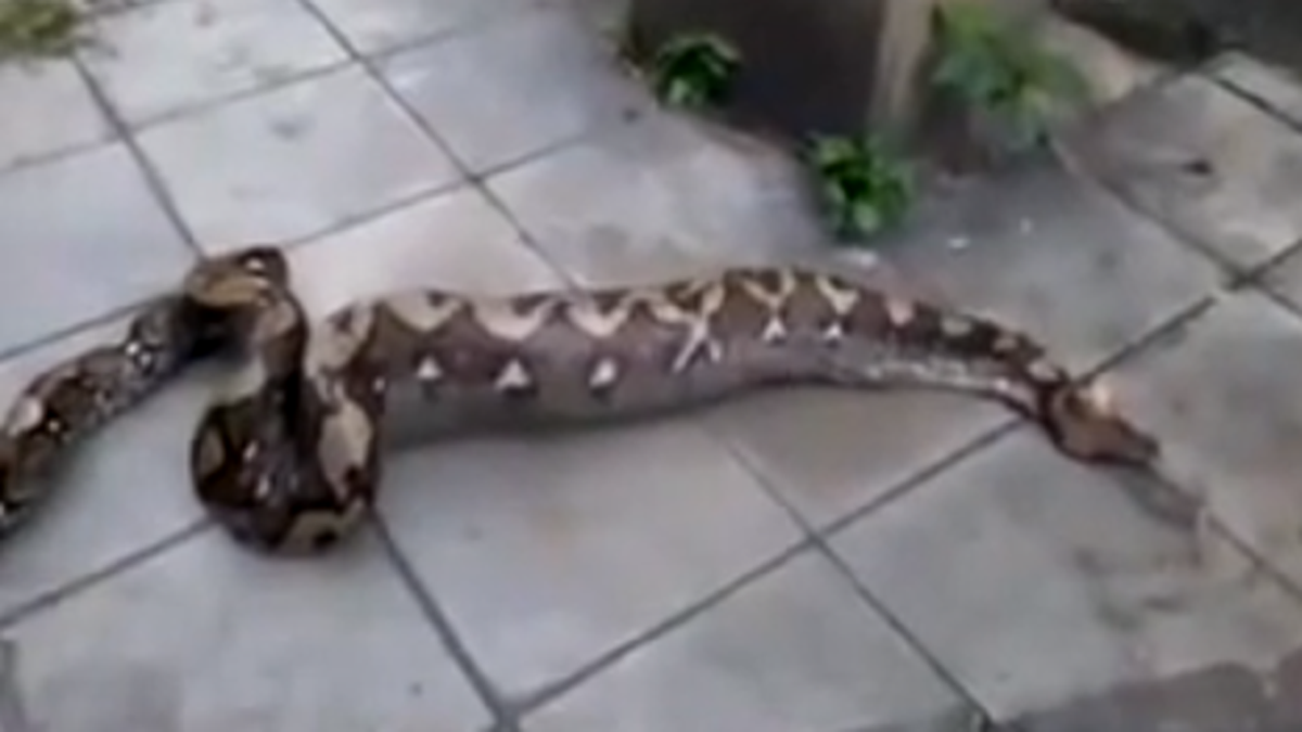 VIDEO: Una pitón birmana se come un perro y lo regurgita