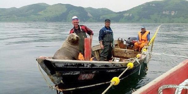Pasajero de lujo: así viajó un lobo marino en un barco