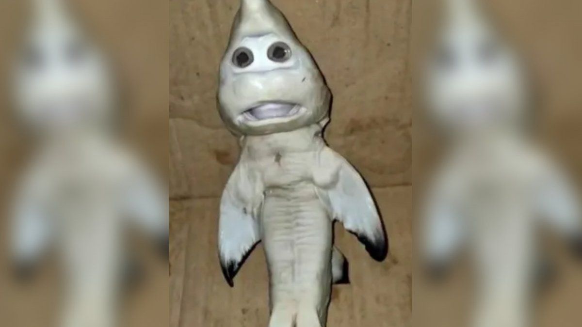 Encontraron un extraño pez con rostro humano: lo comparan con Baby Shark