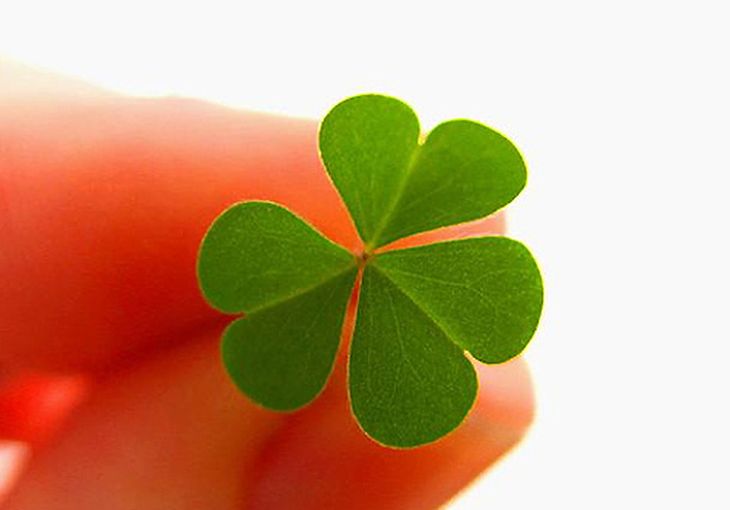 Científicos hallan ge responsable del trébol de cuatro hojas