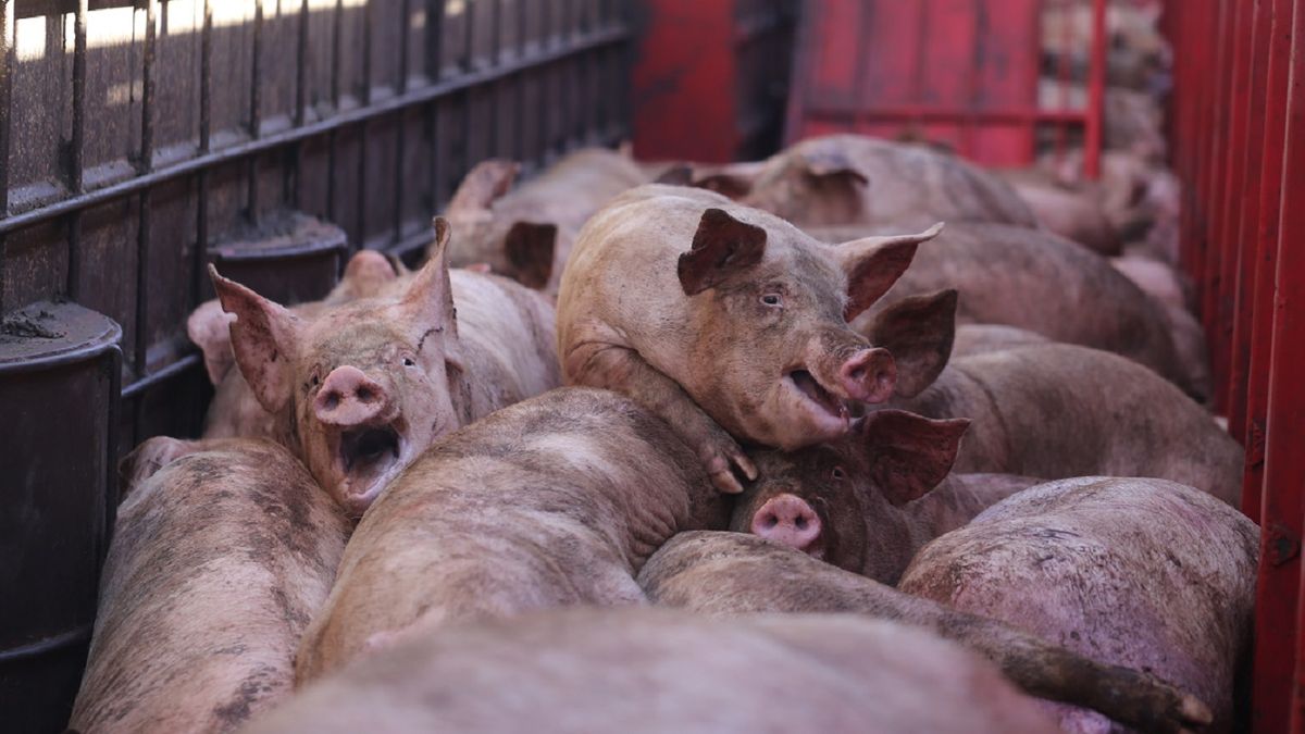 Estremecedor rescate de cerdos tras el vuelco de un camión: Gritaban ...