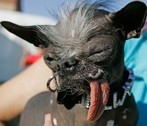El perro más feo del mundo tiene mucho amor para dar