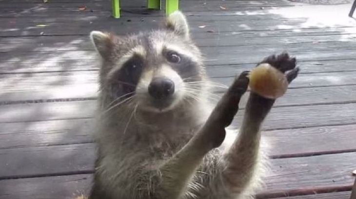 Mapache ladrón, roba comida y pide más