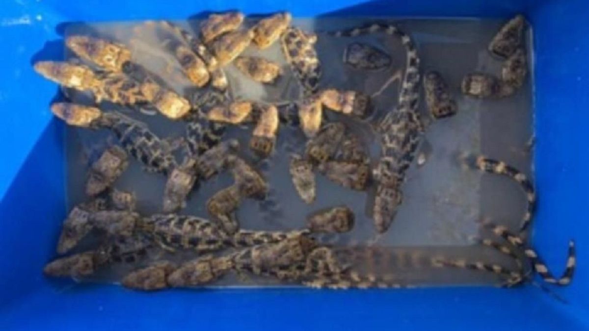 Rescatan a 39 caimanes bebés que eran transportados en una heladera de ...