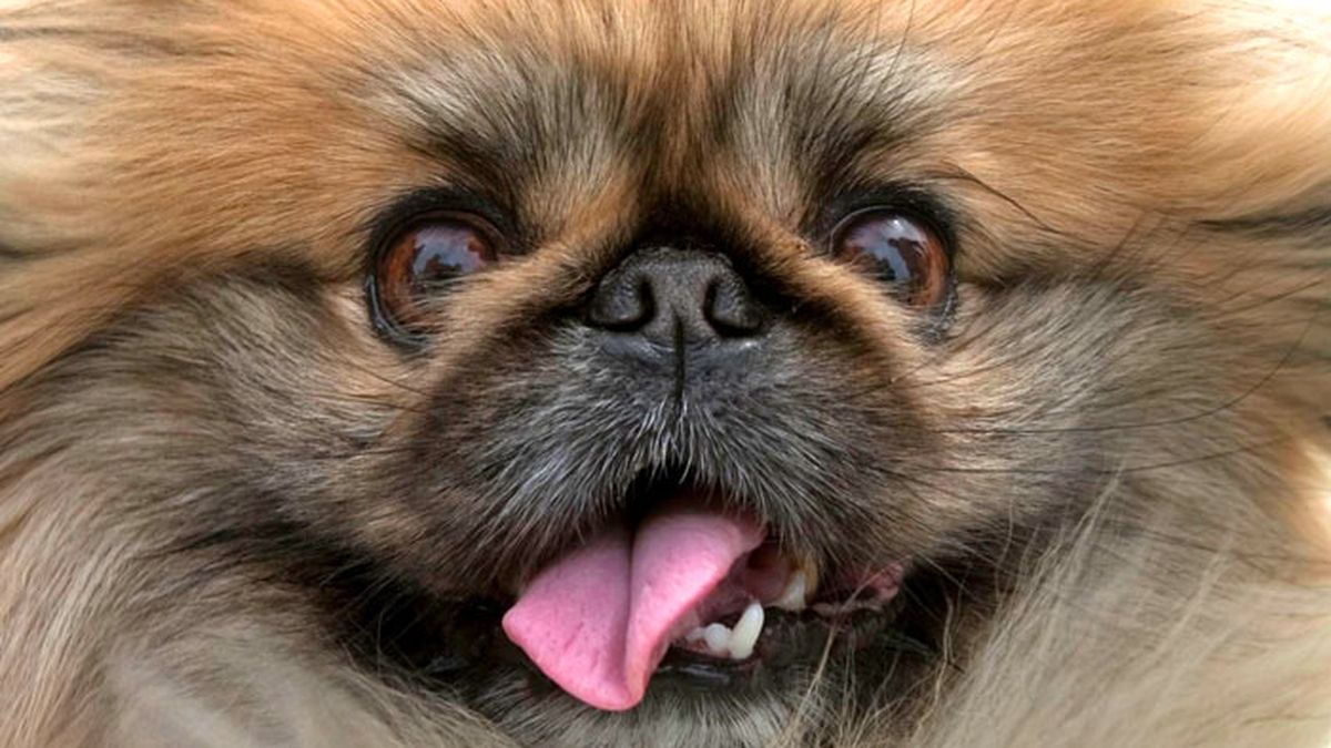 El pekinés, una raza que desapareció del hogar argentino