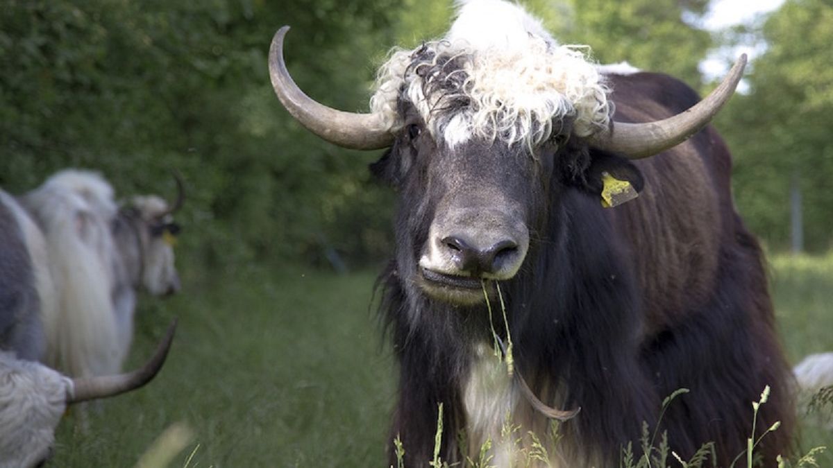 Liberaron a Chicho, el yak que vivió 12 años en cautiverio en el ex ...