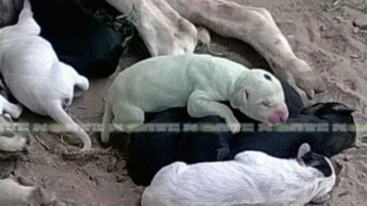 Nació un perro verde en Chaco y sorprendió a todos