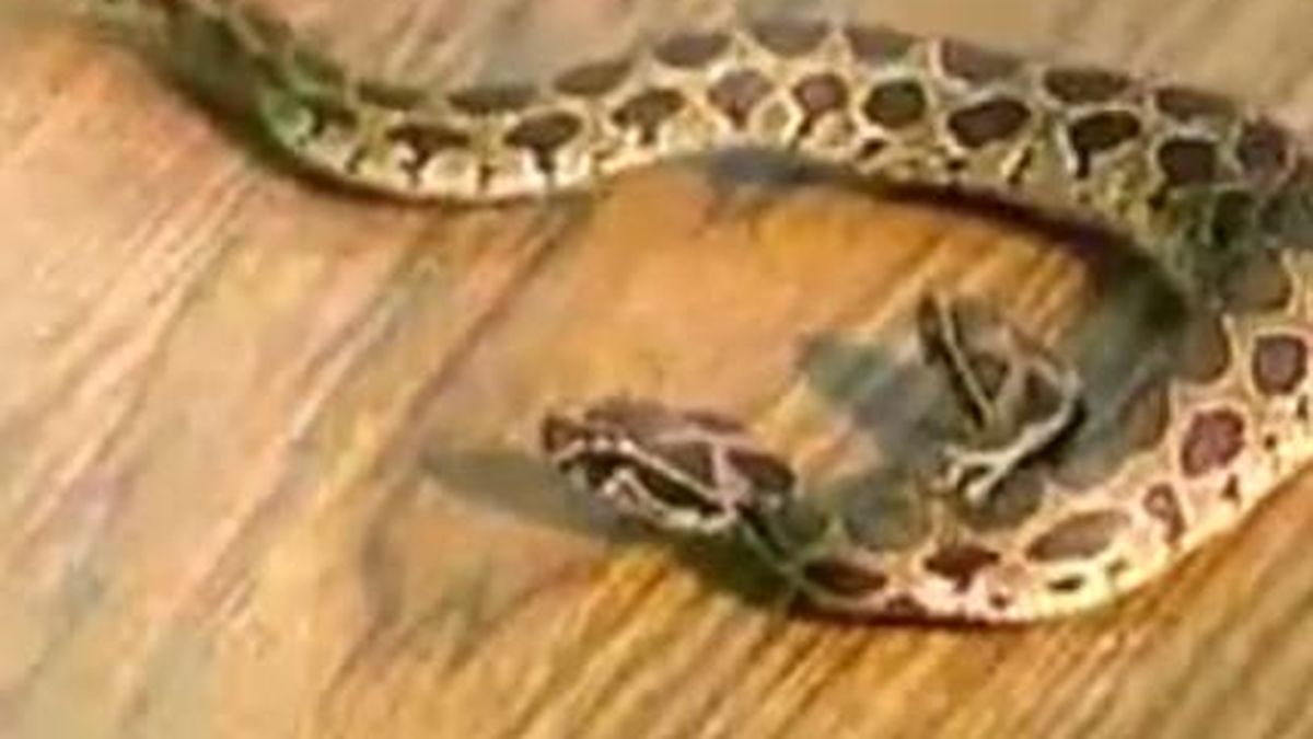 Encuentran una pitón con dos cabezas