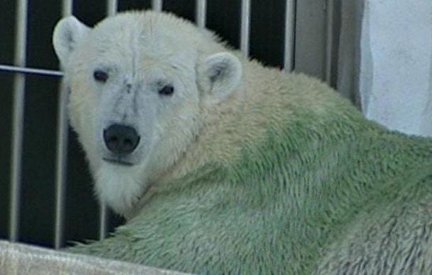 ¿Un cambio de look? Un zoológico exhibe osos polares de color verde