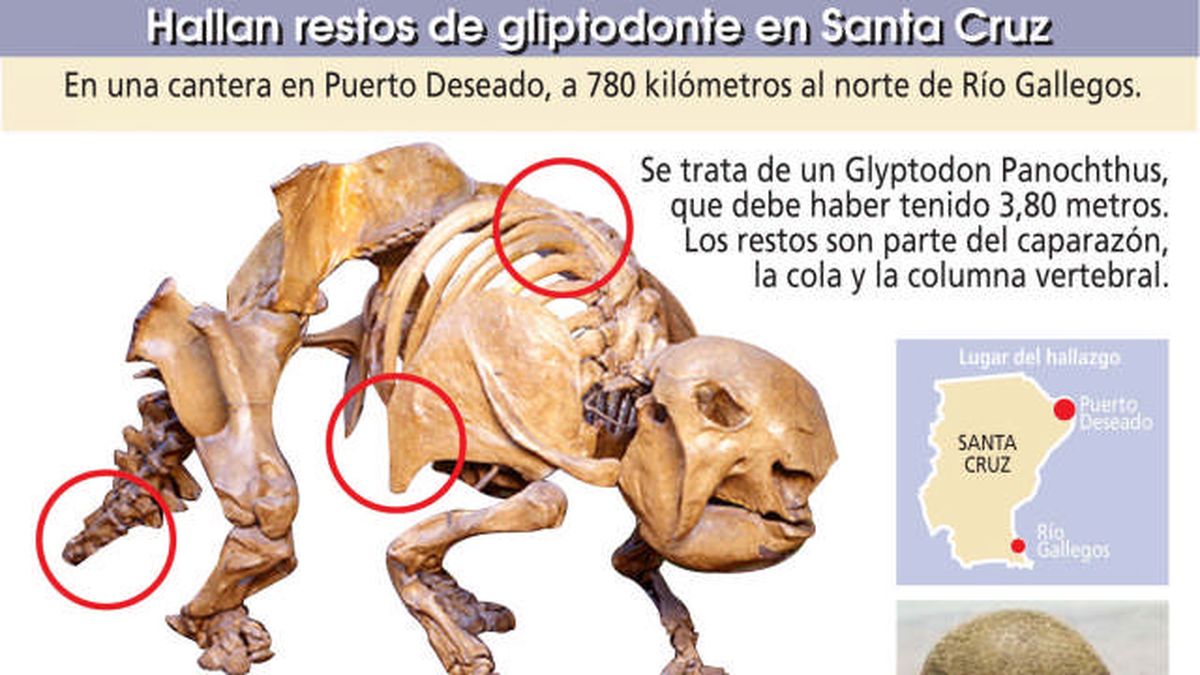 Esqueleto De Gliptodonte Hallado El Caparazón De Un 'gliptodonte', El