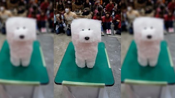 Se extiende la moda de darle a los perros un look cuadrado