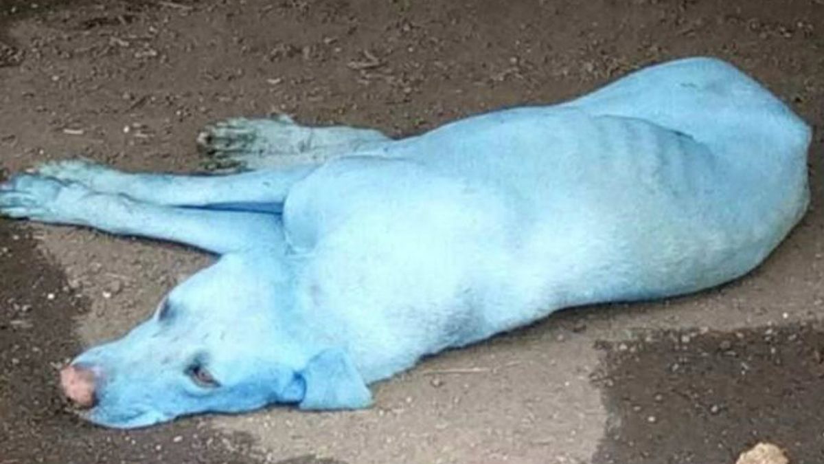 El misterio de los perros azules de la India: ¿qué les dio ese color?