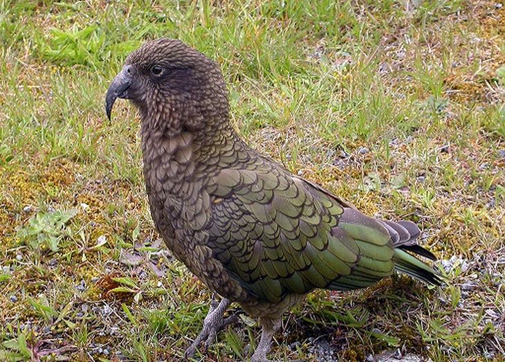 Este es el loro más feo del mundo