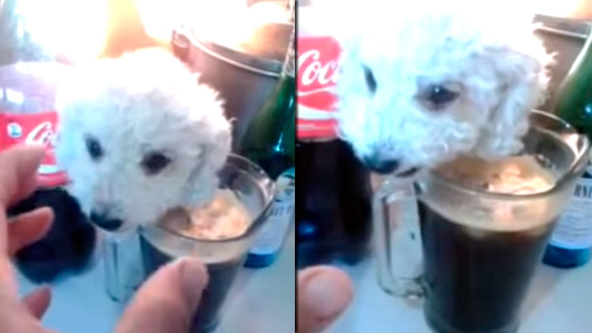 Mirá cómo este perro mezquina su vaso de fernet