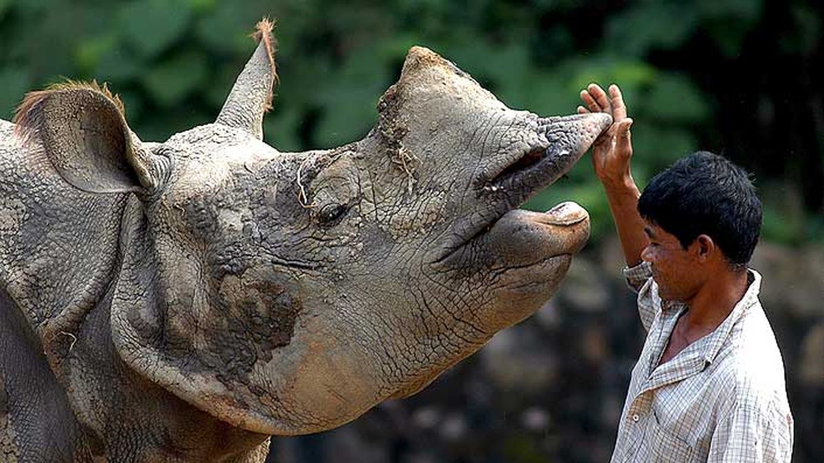 Él es mi amigo el rino...