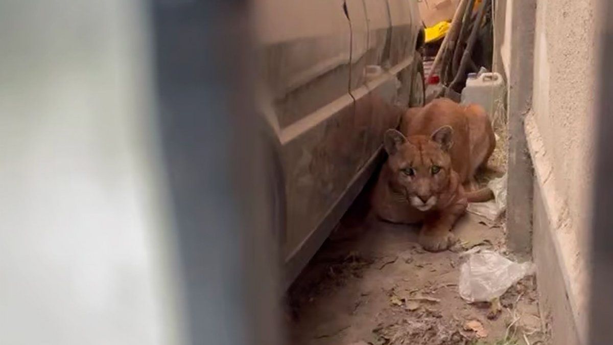 Necochea: una mujer encontró un puma en su cochera