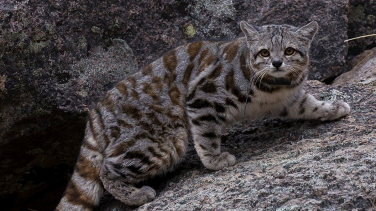 Un ejemplar del misterioso gato andino fue fotografiado en Mendoza Un ejemplar del misterioso gato andino fue fotografiado en Mendoza