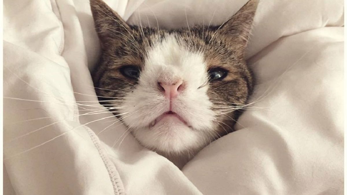 Conocé al gato con síndrome de Down que alcanzó la fama en las redes ...