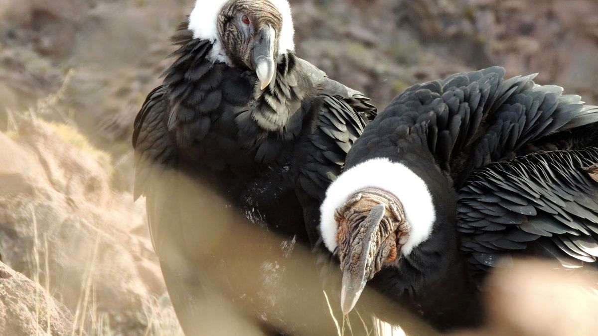 Nacieron dos pichones de cóndor andino en la Costa Atlántica Patagónica