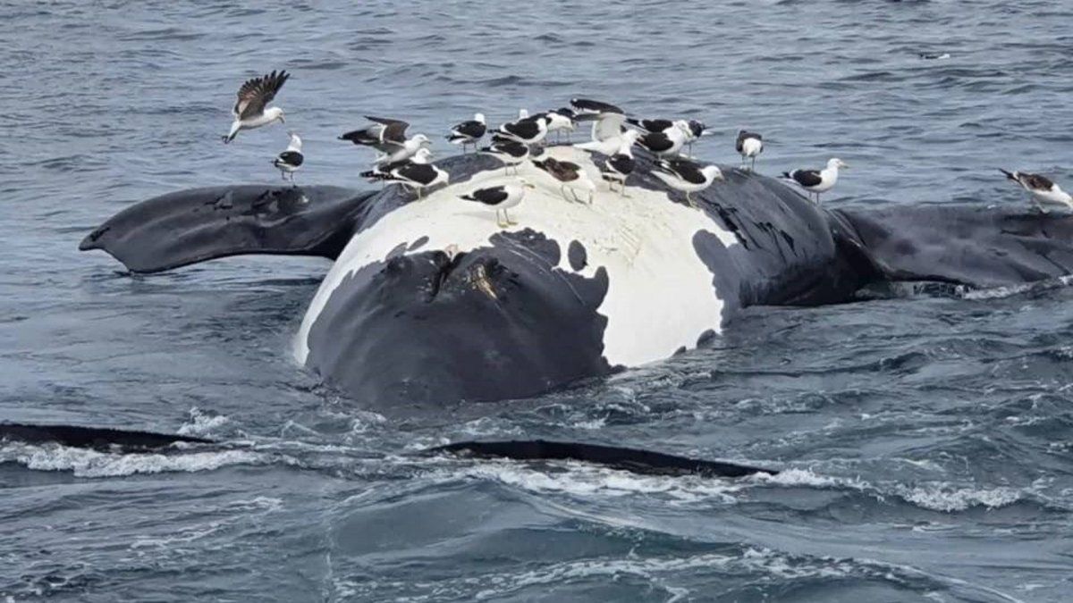 Preocupación en Península Valdés: ya son 15 las ballenas halladas muertas