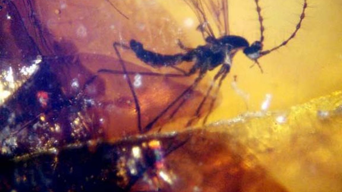 Como Jurassic Park: científicos hallan insectos en ámbar de 110 ...