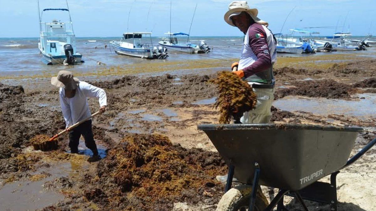 Fotos y videos de la impresionante invasión de sargazo en el Caribe