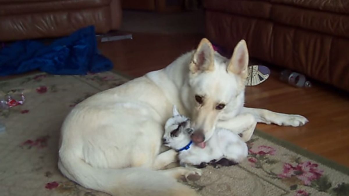 VIDEO: Mirá cómo un pastor alemán adopta a cabrita pigmea bebé