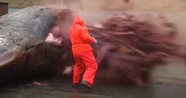 Una ballena explota cuando un biólogo abre su cadáver