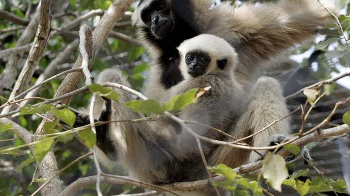 Peligro: el mono más raro del mundo podría extinguirse